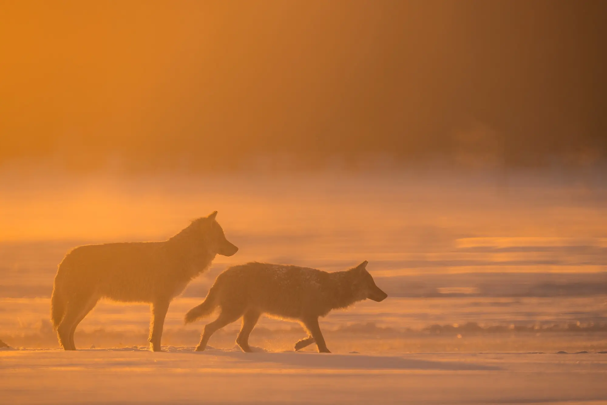 Enjoying Wildlife’s Beauty with Joy Van Der Beek | ShotVoice