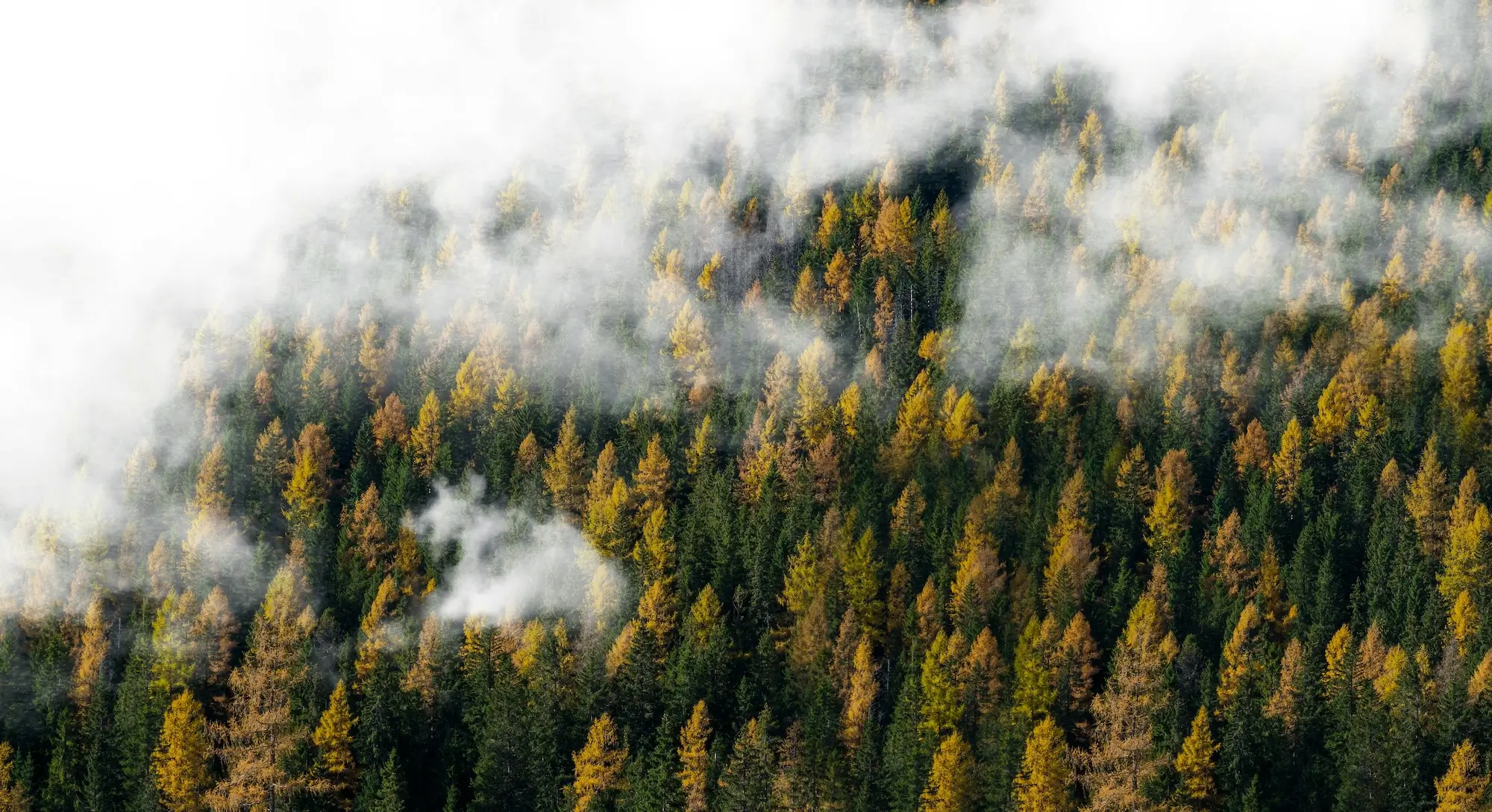 Contrast Editing: How to Add Depth Without Harshness | ShotVoice